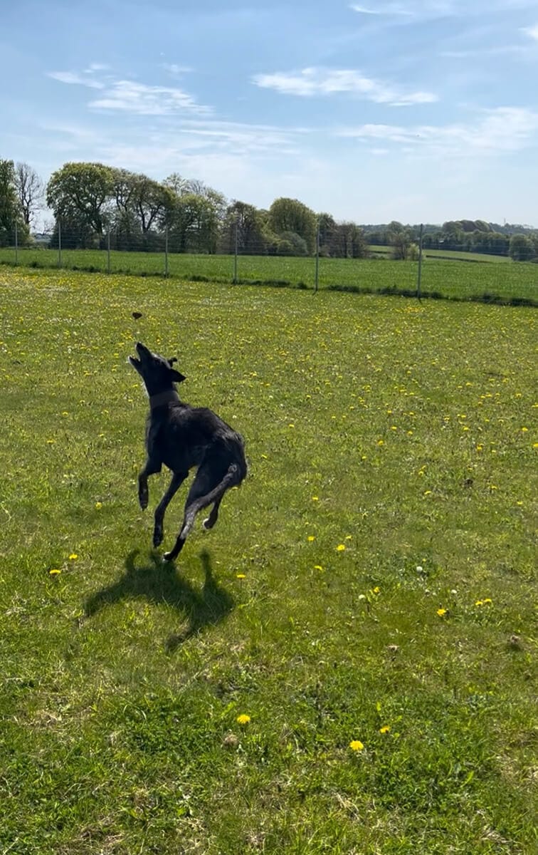 Dog Field Bath -Secure Dog Walking Field Wick Near Bath - Book Online